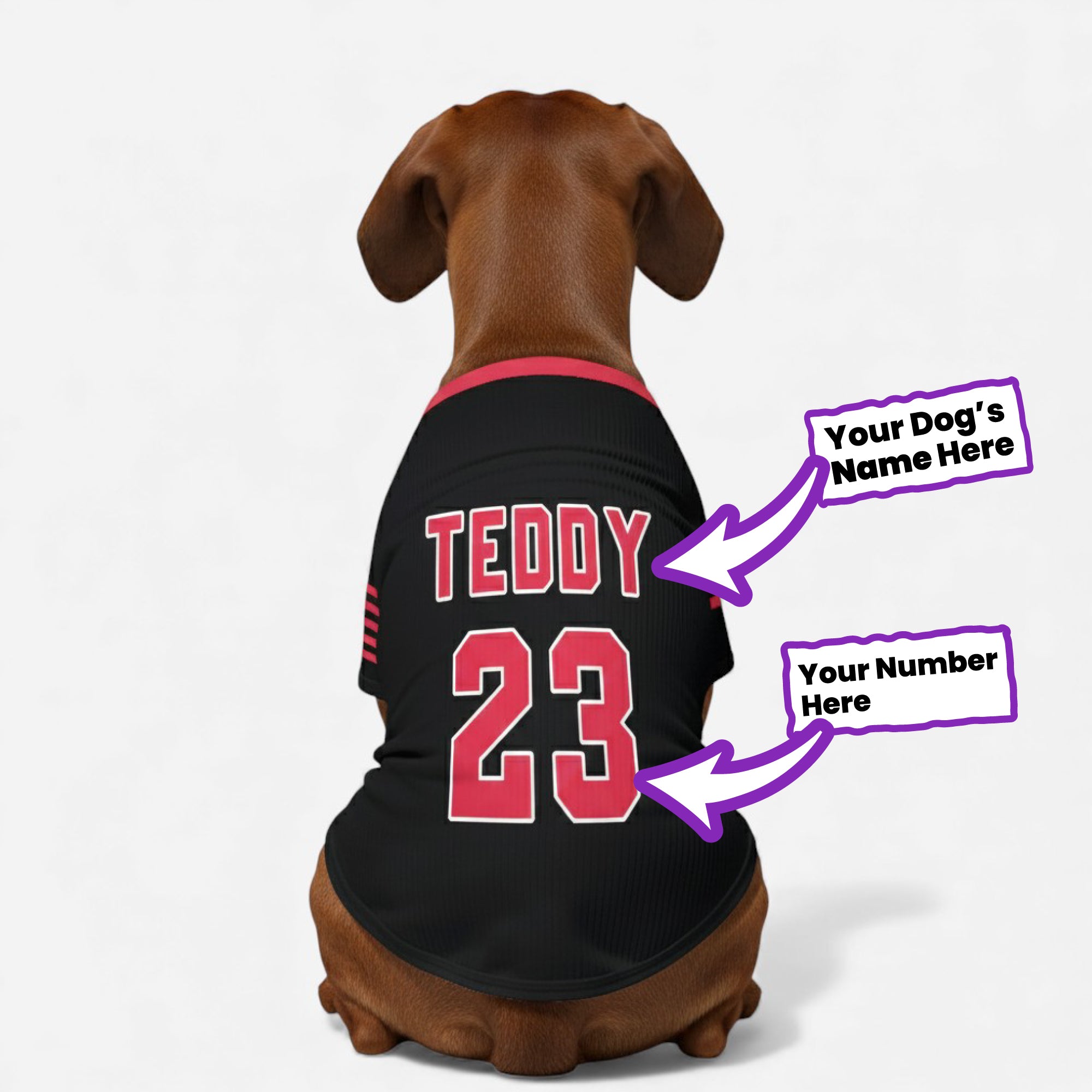 Zander - Personalized Wool Sweater for Doxie – Dachshund Shop