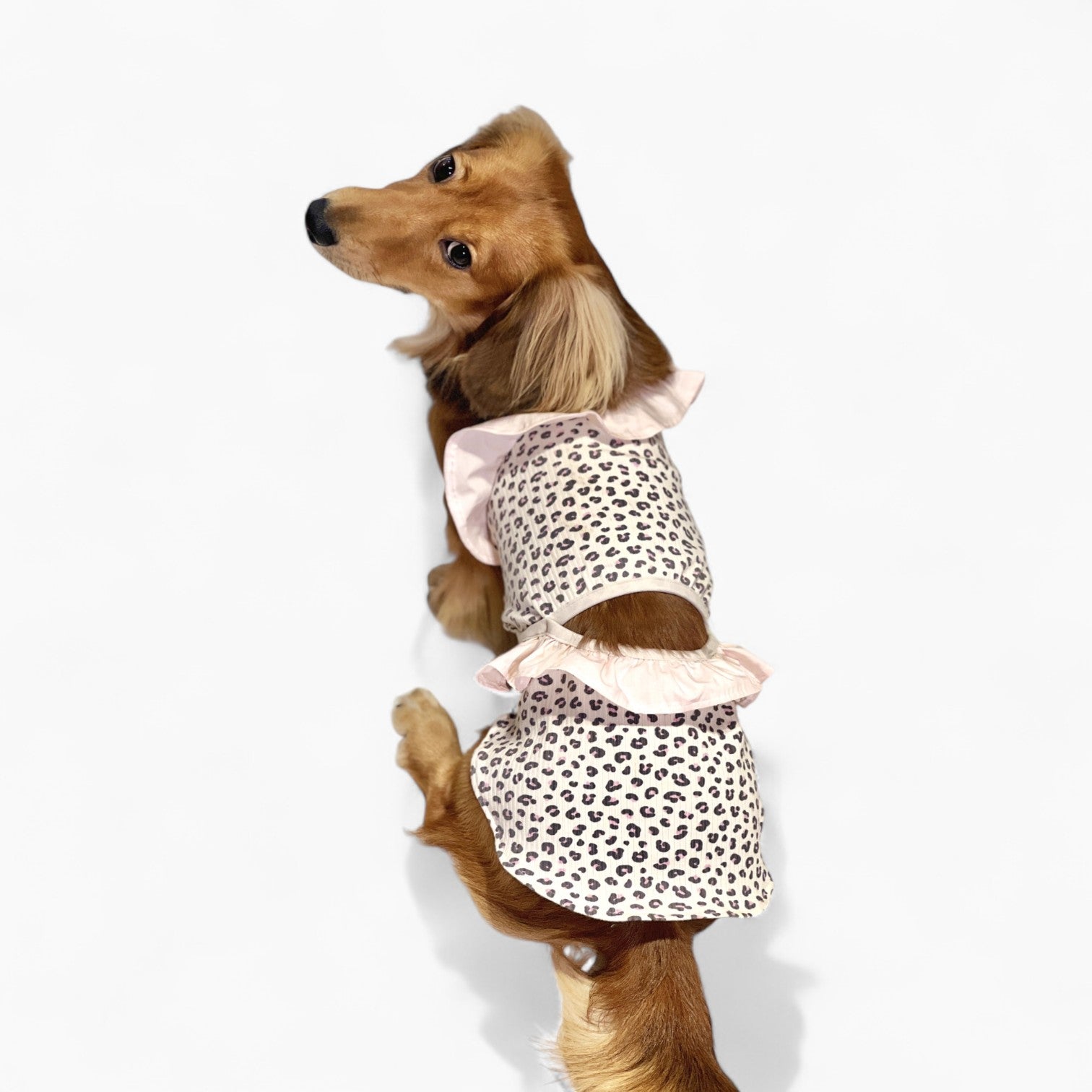 GlamPup Dachshund Ruffle Dress Set – Cute Frilly Outfit with Matching ...