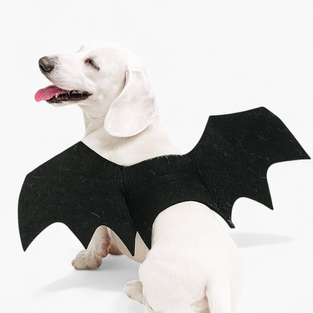 Halloween Dachshund Costumes – Dachshund Shop