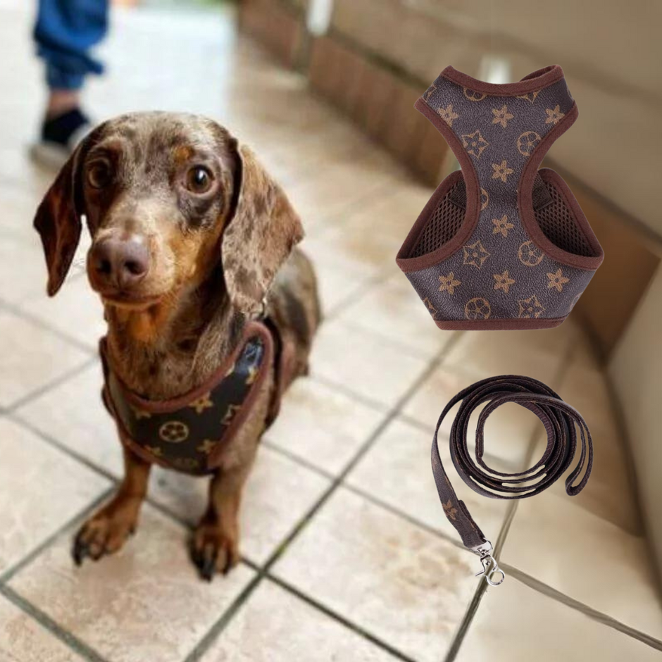 Harness for your dachshund – Dachshund Shop