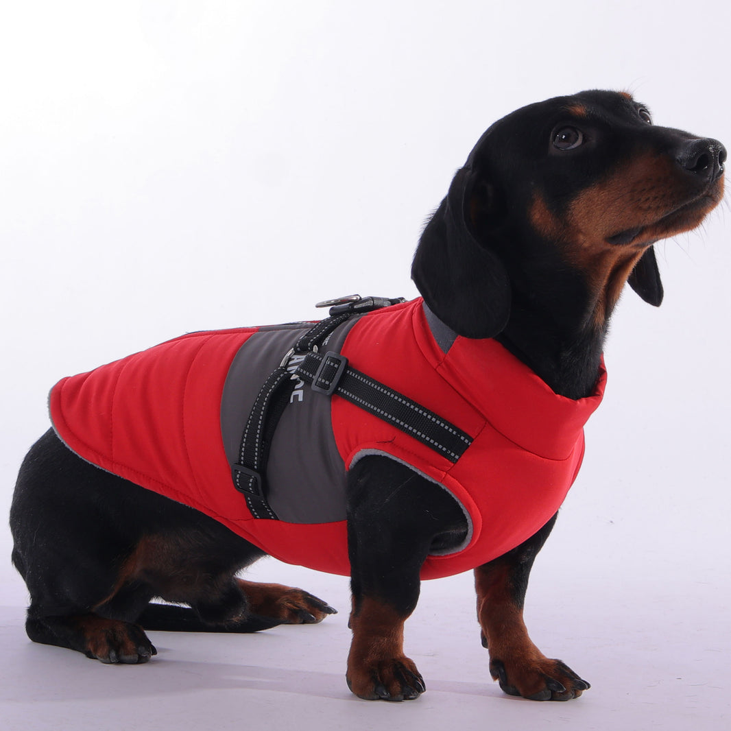 Harness for your dachshund – Dachshund Shop